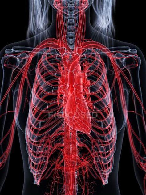Female Body With Visible Vascular System Digital Illustration Blood
