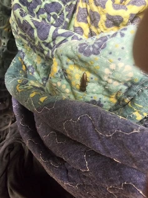 Basement Bug Rbugidentification
