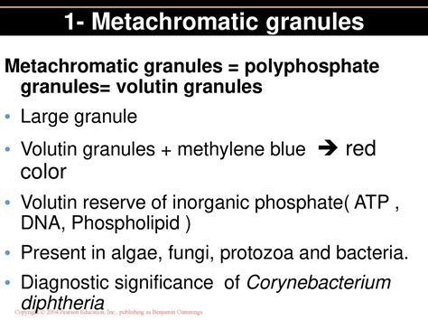 Functional Anatomy Of Prokaryotic Ppt Download
