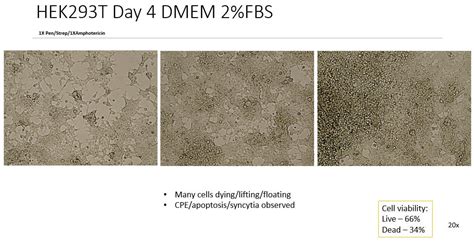 Cell Culture Isolation Control Experiment