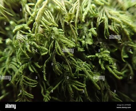 Macouns Heterocladium Moss Heterocladium Macounii Plantae Stock
