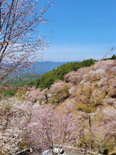 春！吉野の桜 ひまわりホームコンサルタント株式会社