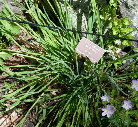 Sisyrinchium Idahoense Idaho Blue Eyed Grass