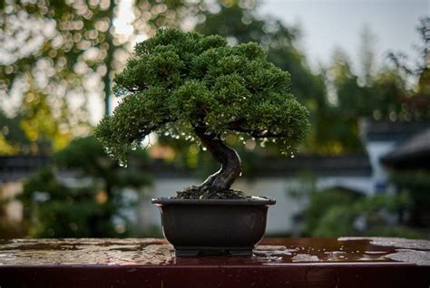 Bonsai Art Bestimmen At Gary Delariva Blog