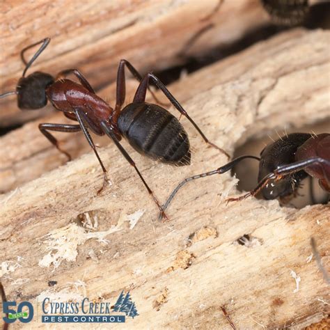 The Ants Of Houston A Professionals Perspective On Pest Control