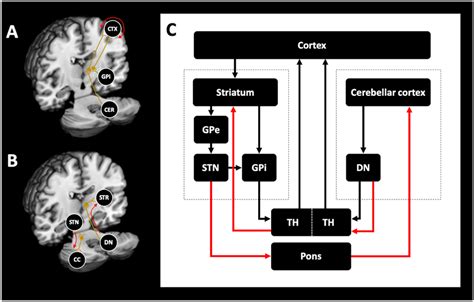 Schematic Representation Of Brain Structures Involved In The Download Scientific Diagram