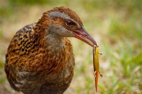 Weka Bird