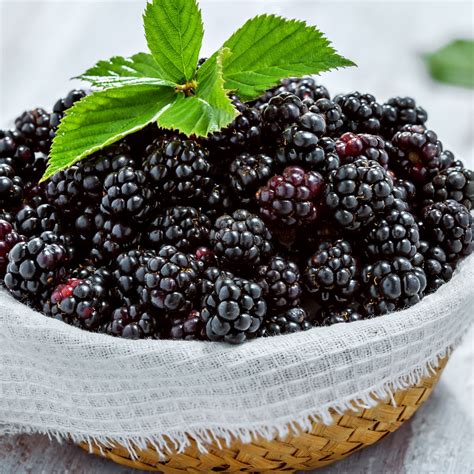 Blackberry Vs Mulberry Bacon And Souffle