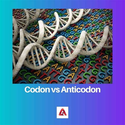 Codon Vs Anticodon Difference And Comparison
