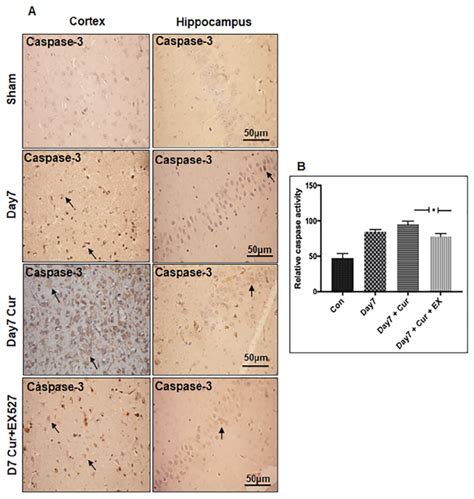 A Subcellular Localization Of Cleaved Caspase 3 In The Brains Of The