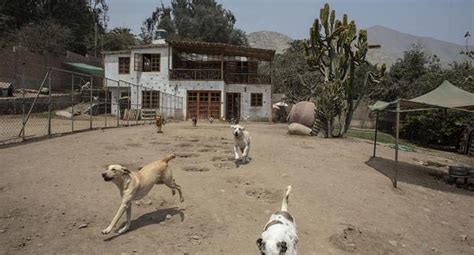 Perros Y Gatos Sin Hogar En Lima ¿existe Un Registro De Animales En