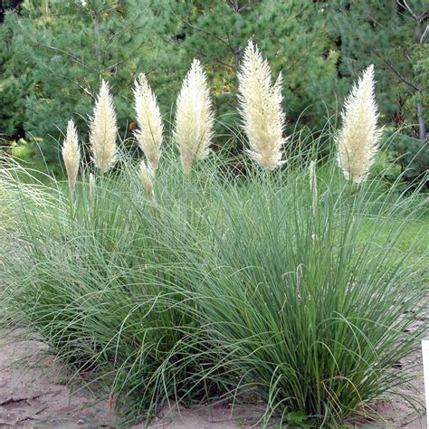 Pampas Grass Als Garden And Home