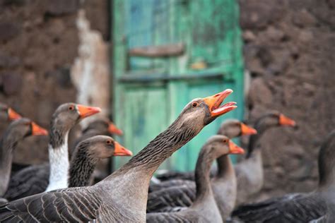 Introducing Goose A Highly Scalable Load Testing Framework Written In