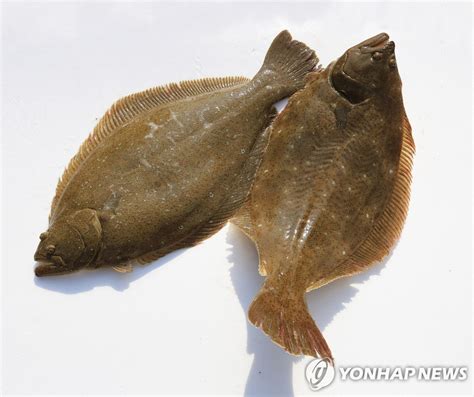 이마트 트레이더스 27일까지 광어 어가 돕기 할인행사 연합뉴스
