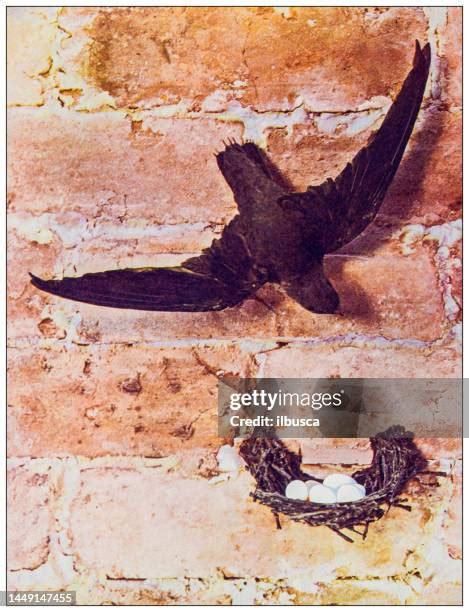 Chimney Swift Nest Photos And Premium High Res Pictures Getty Images