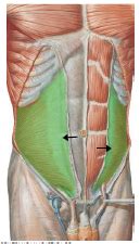 Fichas De Aprendizaje Paredes Anterolaterales Del Abdomen Quizlet