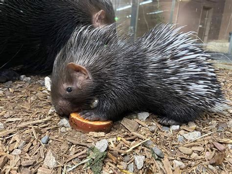 Best Porcupine Posts Reddit