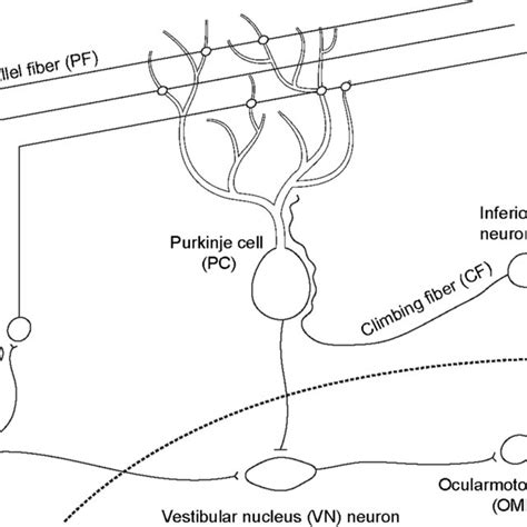 Neural Circuit For Vor Adaptation In This Figure Mlis Were Not Download Scientific Diagram