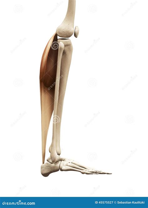 The Gastrocnemius Stock Illustration Illustration Of Science 45575527