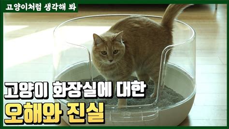 고양이 화장실 오해와 진실 Feat 이벤트 참여하세요 Youtube