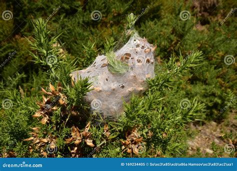 A Spider Web Cocoon In The Bush Tree Stock Image Image Of Zealand Tree 169234405