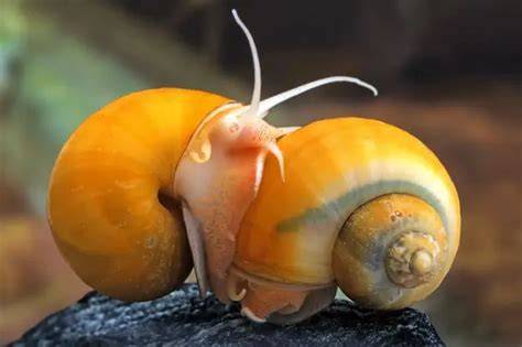 Apple Snail Pomacea Canaliculata Snail Profile And Care Guide