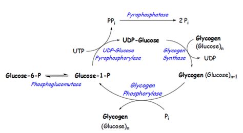 Glycogenesis Ad Glycogenolysis Flashcards Quizlet