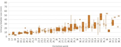Measurement Of Fetal Urinary Bladder Size In Relation To Gestational