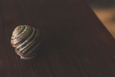 Free Picture Light Brown Snail Shell On Wooden Plank In Shadow Close Up
