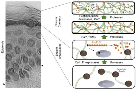 Revisiting The Roles Of Filaggrin In Atopic Dermatitis PMC