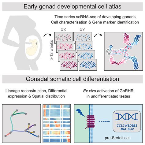 Single Cell Exploration Of Gonadal Somatic Cell Lineage Specification During Human Sex