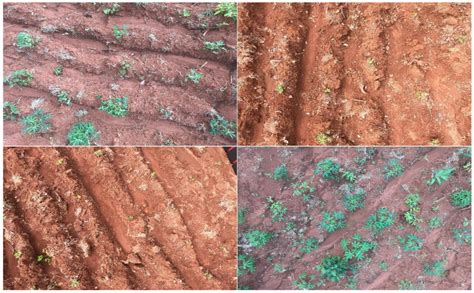 Uav Field Images Showing Different Row Orientations Download Scientific Diagram