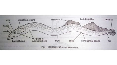 Classification Of Class Cyclostomata Up To Order Pptx Fish And