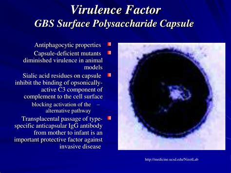 Ppt Streptococcus Agalactiae Gbs Powerpoint Presentation Free
