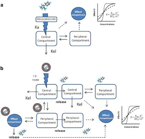 Schematic Representation Of Compartmental Model Frameworks With Download Scientific Diagram