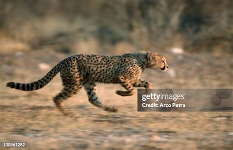 Cheetah Side View Photos And Premium High Res Pictures Getty Images