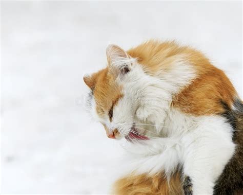 Fluffy Cat Carefully Washes Her Long Hair Tongue Closeup Stock Photo Image Of Lick Small