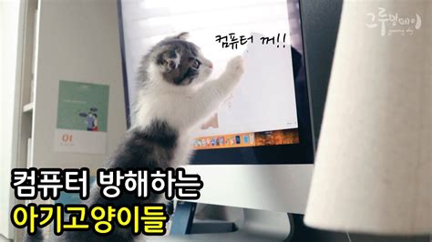 집사의 컴퓨터를 방해하는 아기고양이들 고양이 집사 Vlog Youtube