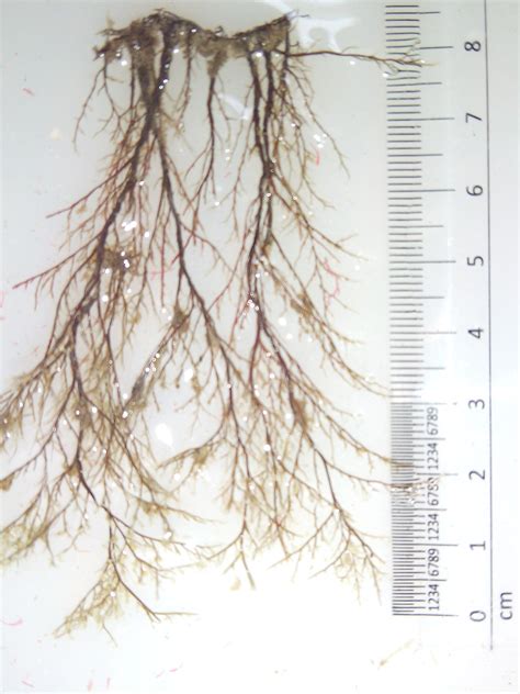 Can Anyone Identify These Marine Macro Algae
