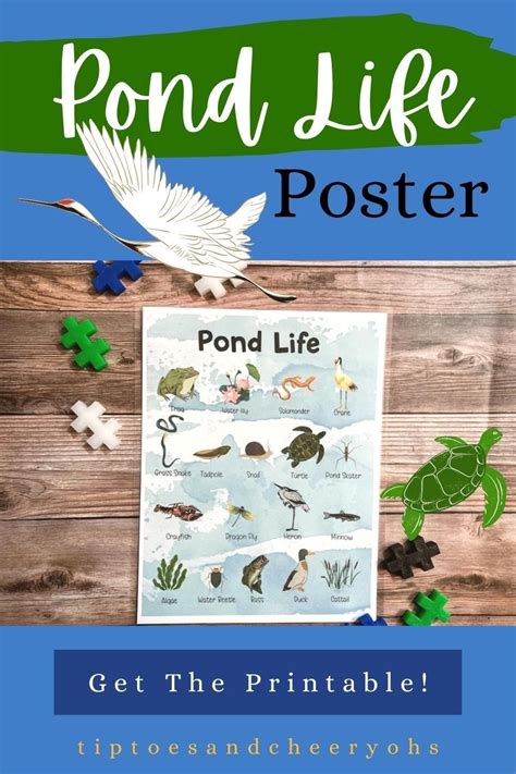 Pond Class Learning Artofit