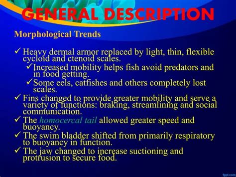 Class Actinopterygii And Class Sarcopterygii Pptx