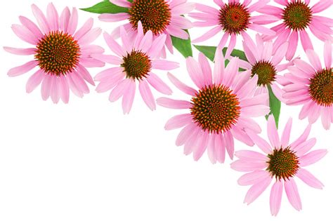 원뿔꽃 또는 에키네시아 Purpurea 텍스트에 대한 복사 공간과 흰색 배경에 격리 맨 위 보기 플랫 레이 0명에 대한 스톡