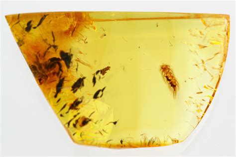 Fossil Bristle Millipede Synxenidae In Baltic Amber 310962 For Sale