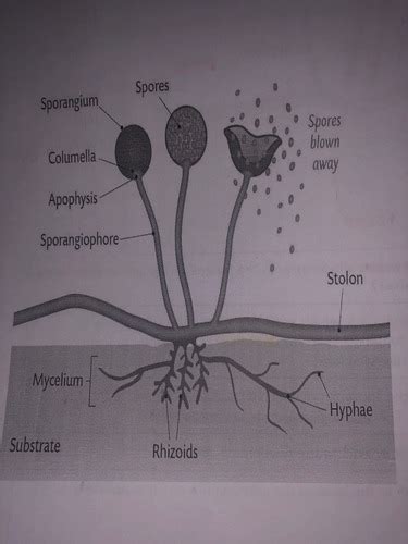 Fungi Leaving Cert Biology Flashcards Quizlet