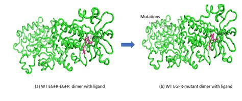 Crystal Structure Of Egfr Kinase Domain A Wt Egfr Egfr Dimer With