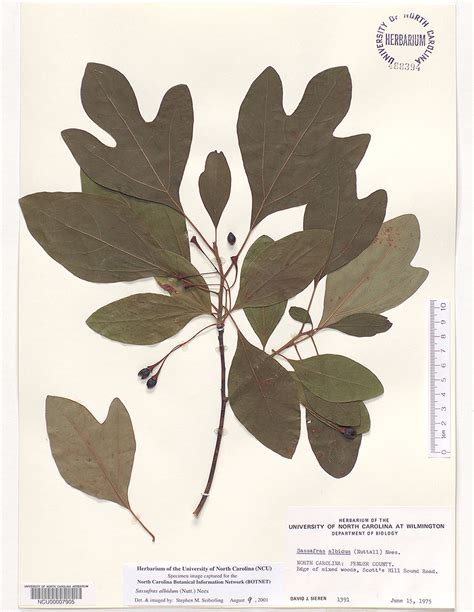 Plant Information Center Sassafras Albidum