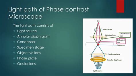 Phase Contrast Microscopy And Differential Interference Contrast Microscopy Dic Pptx Physics
