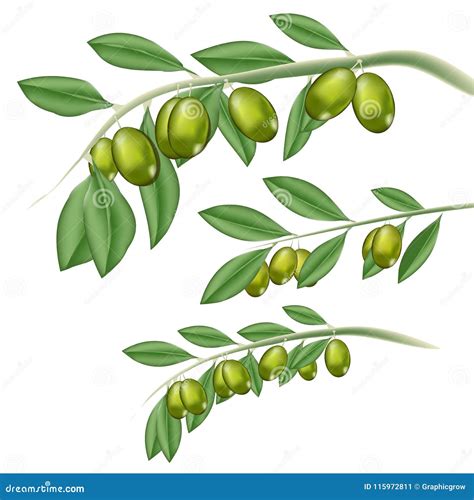 Argan Nut Oil Fruit Berry Leaf Branch Plant Hand Drawn Engraved