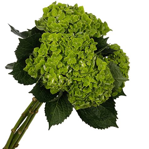 Hydrangea Green Qualityflowersae