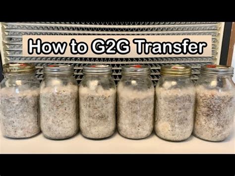 How To Propagate Mushroom Spawn Grain To Grain Transfer YouTube